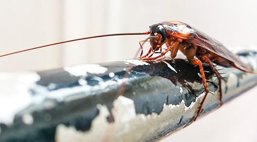 London Cockroach Pest Control | Cockroach Extermination 24/7