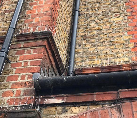 Bird Treatment and Proofing London | Pigeon Control and Removal