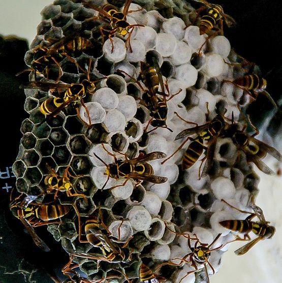 Wasp Nest Removal and Control | Wasps Exterminator London