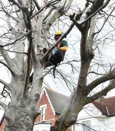 Professional Tree Trimming and Pruning in London | Fantastic Services