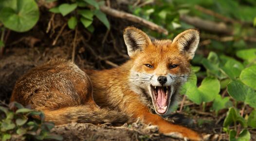 Fox Pest Control London | Get Rid of Foxes | Fantastic Services