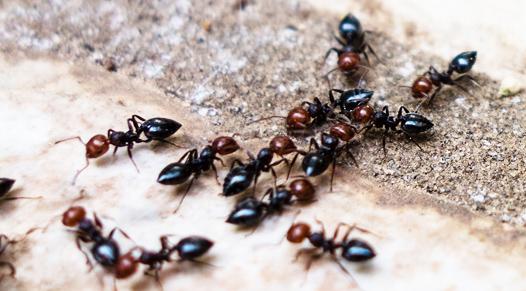 Ant Control and Removal London | Ant Exterminator 24/7