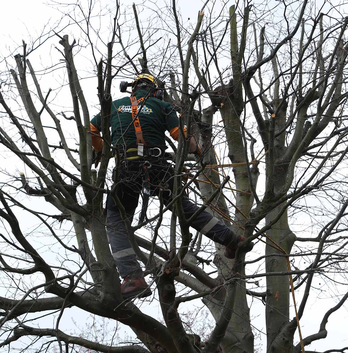 Professional Tree Crown Thinning Services in London | Fantastic Services
