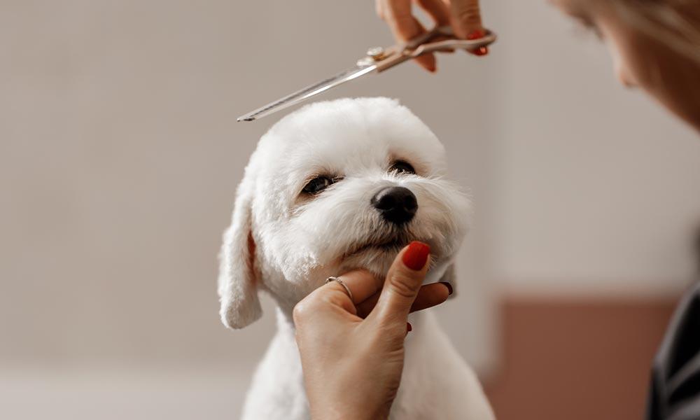 Dog Grooming Experts London | Pet Groomers | Fantastic Services